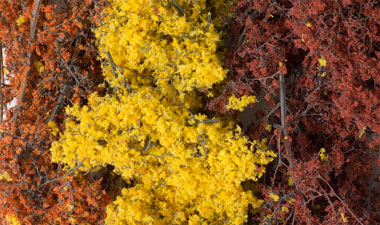Fine-Leaf Foliage™ - Woodland Scenics