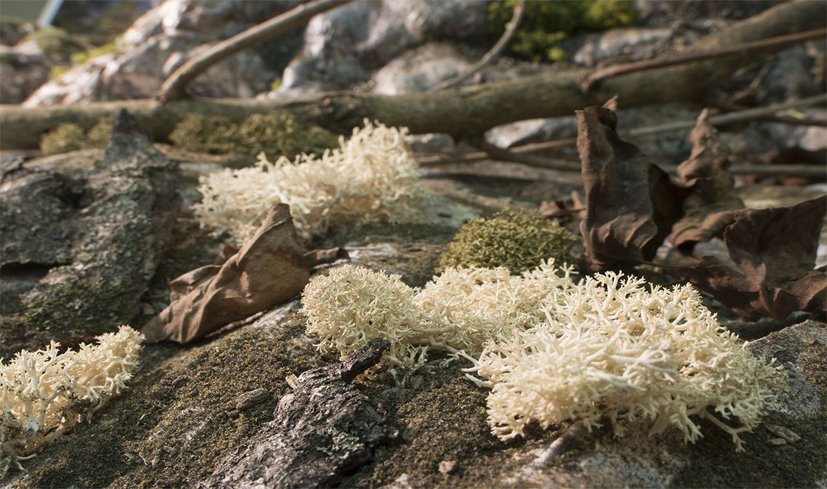 Winter Mix Lichen - Woodland Scenics